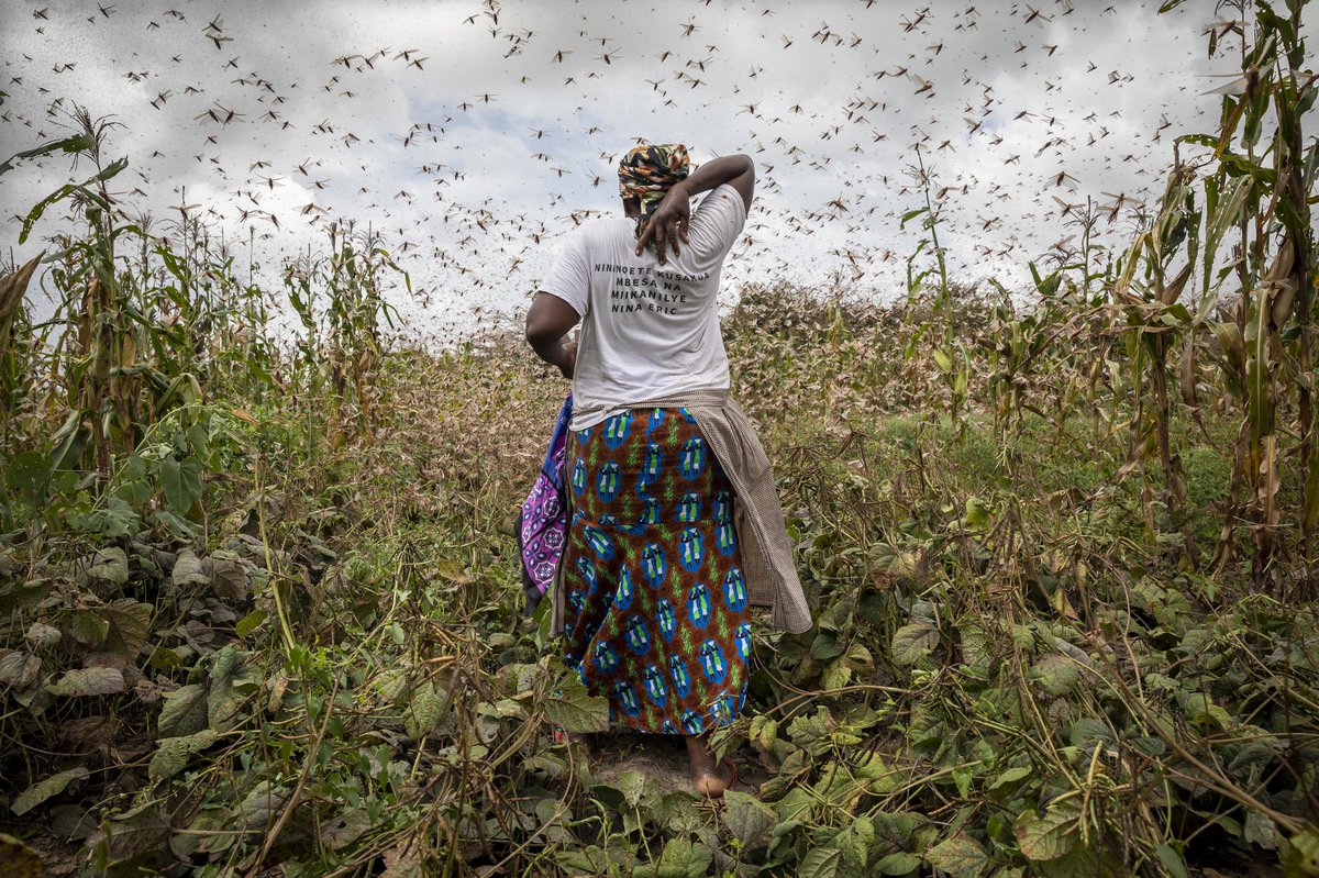 Massive locust infestation spreading across East Africa | Oxfam