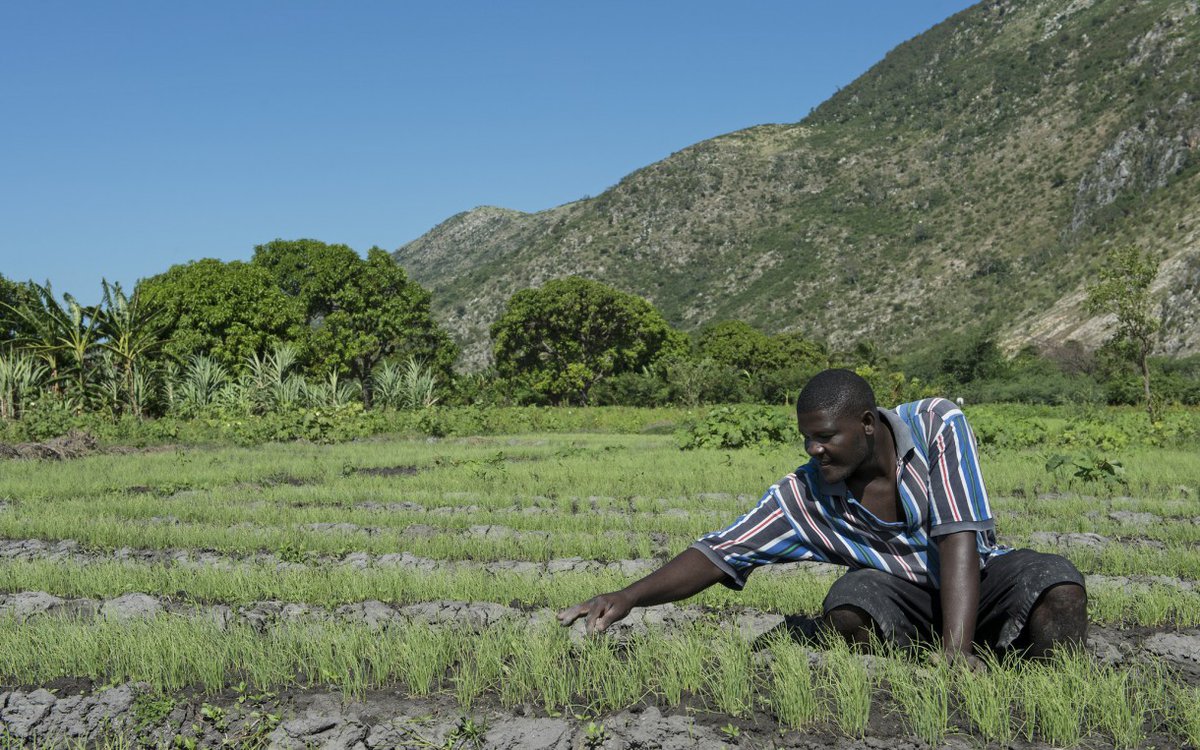 Experts agree: enhancing farmers’ knowledge, access to markets, and ...