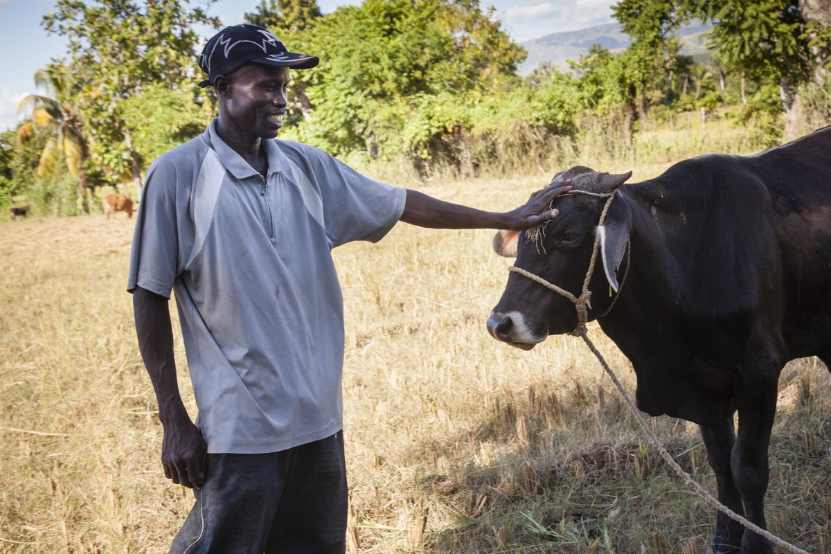 It’s not bull: How a better breed of cattle can help dairy farmers in ...