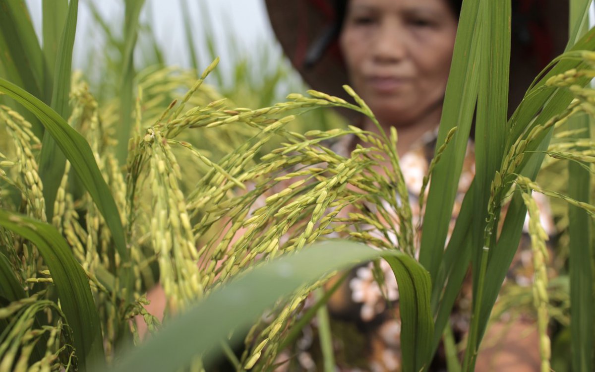 Food, agriculture and justice: Building a new rice future for people ...
