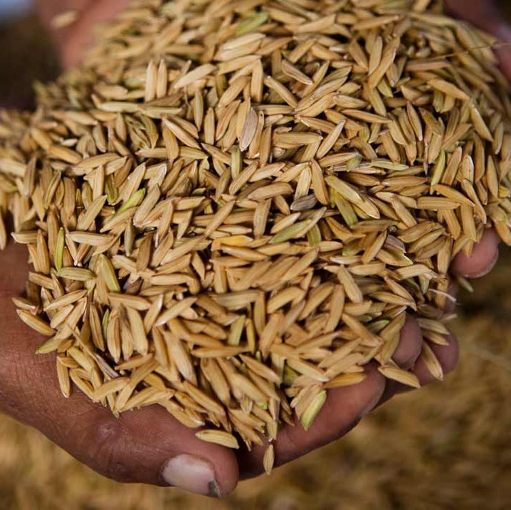 Seeds of success: Sowing rice for a higher-quality life