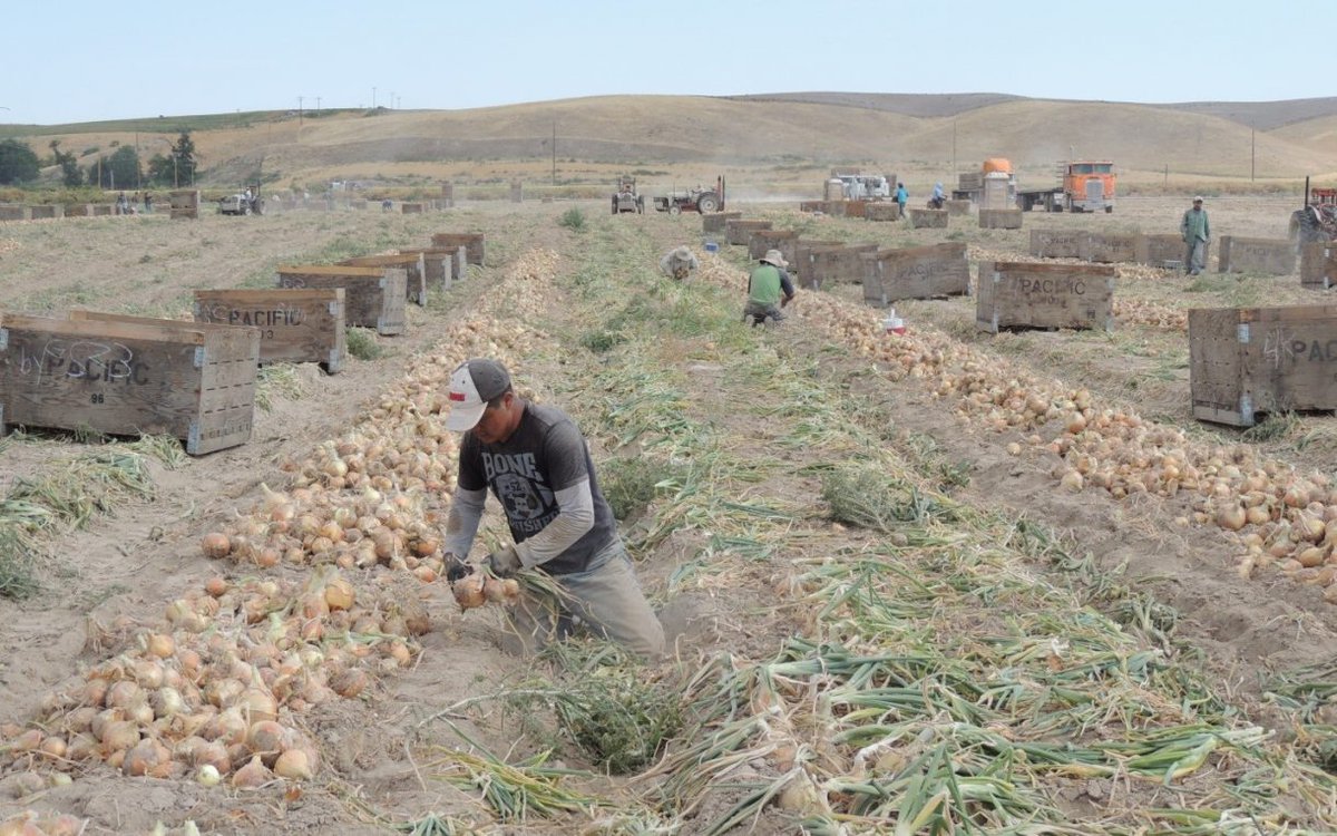 How protecting immigrant farmworkers benefits everyone in the food ...