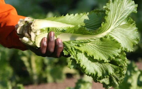 10 reasons to tell African leaders to keep their promises to farmers ...