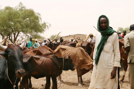 In villages of Niger, hunger weakens people and animals | Oxfam